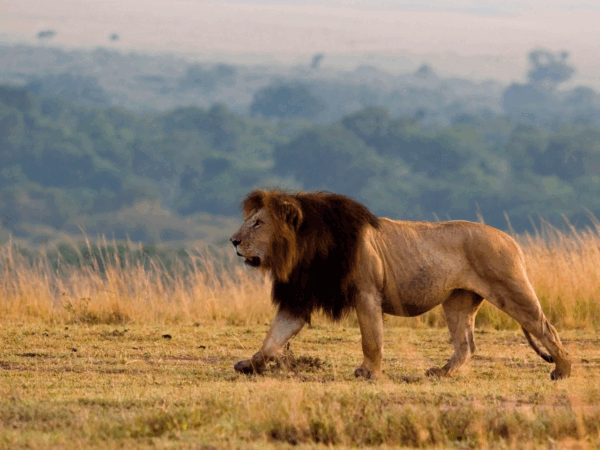 The Role of the Holy Spirit - Wisdom Hunters